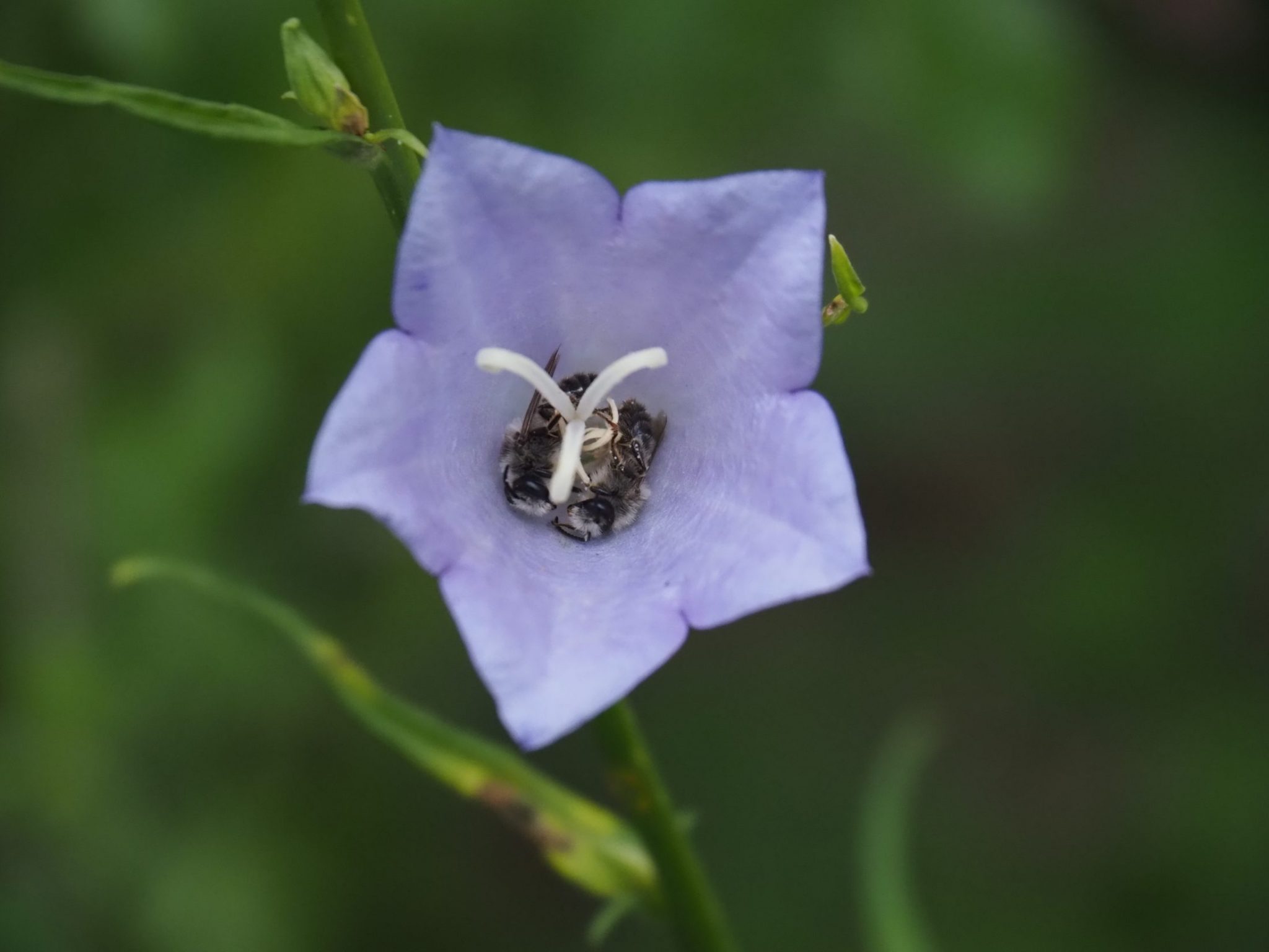 Das kannst du tun – NABU – Das kleinste Insektenschutzgebiet Deutschlands
